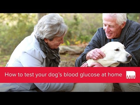 How to test your dog's blood glucose at home