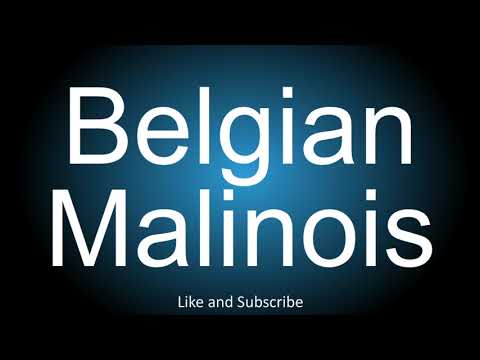 How to correctly pronounce the Dog Breed - Belgian Malinois.