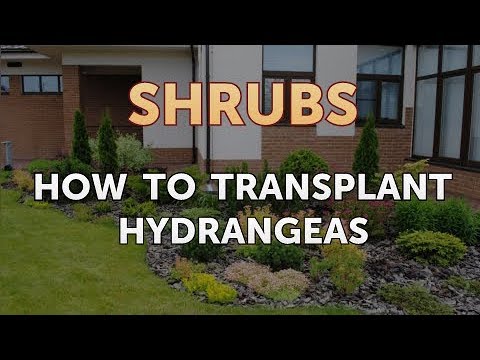 How to Transplant Hydrangeas