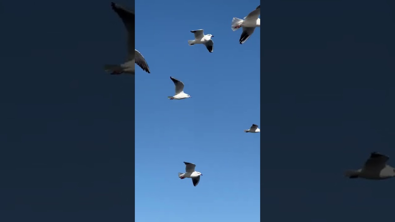 birds flying on sky
