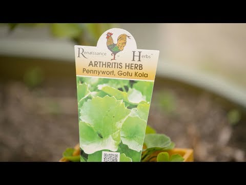 The Garden Gurus - What is Gotu Kola Pennywort A Pharmacy in One Herb