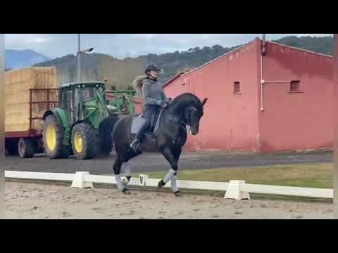 9 yr old 1.67 black bay PRE stallion schooling some GP elements