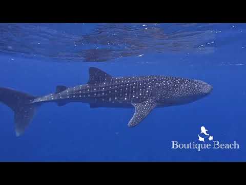 Whale Shark Week 2023 - Whale Shark Encounters - Dhigurah South Ari Atoll Maldives