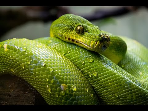 Numbers 21 4 9 Holy Snakes!