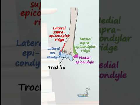 Anatomy of the Humerus (Part 2) #anatomy #biology #science #humananatomy #education #medicalstudent