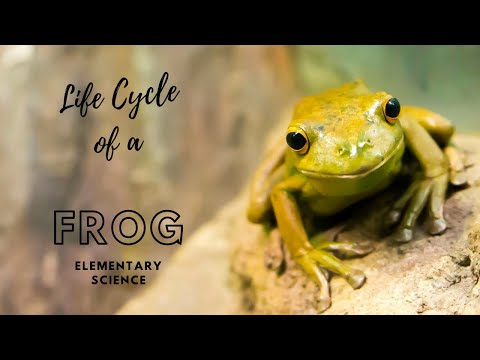 What's a Frog's Life Cycle?