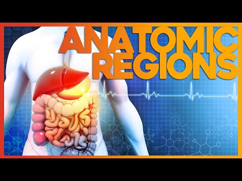 The Easiest Way to Learn Anatomical Regions | Corporis