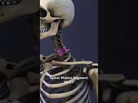 Spinal Motion Segment: C6-C7