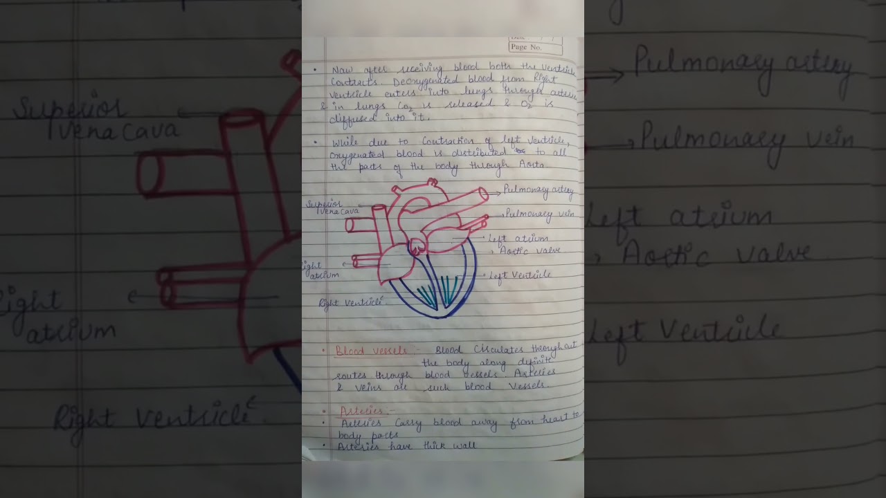 Life process class 10th biology handwritten notes part-2