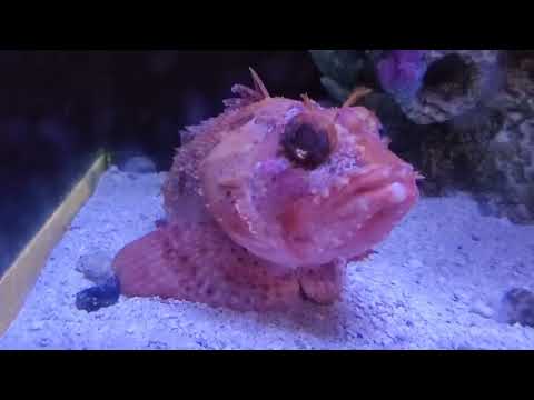 Mertailors Mermaid Aquarium Attraction