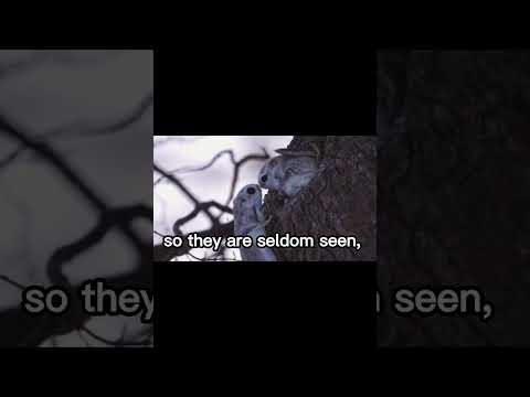 The only flying Squirrel #fun #funny #foryou #facts #squirrel #viral #viralvideo #animals #love