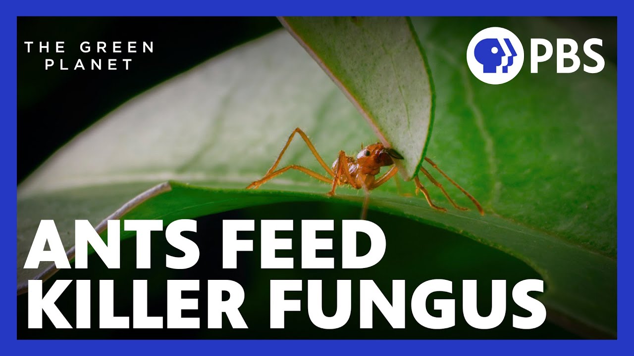 How Leaf Cutter Ants Feed a Killer Fungus | The Green Planet | PBS