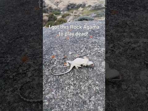 I made this lizard play dead! #shorts #lizard #agama #reptiles