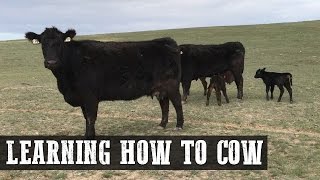 How To Cow