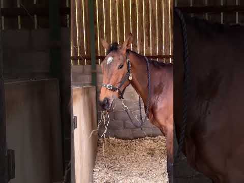 Meet Randox Grand National contender IROKO ๐ข๐ก Trained by Oliver Greenall & Josh Guerriero