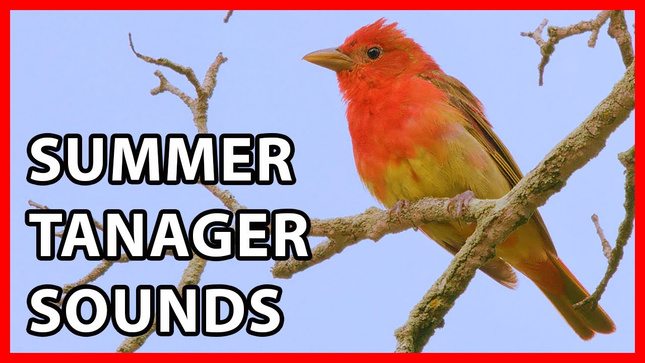 Summer Tanager Songs and Calls - Male, Female & Juvenile Sounds
