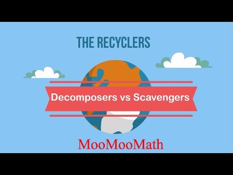 Decomposers vs Scavengers