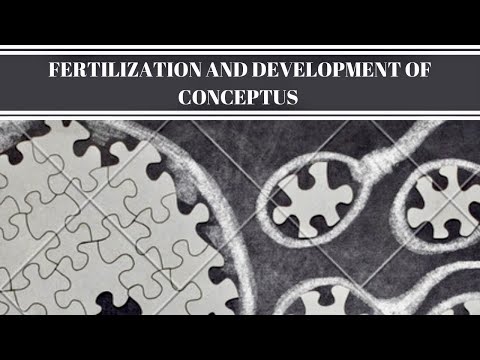 Fertilization and Development of Conceptus || Embryo and Fetus || Dr. Rana Basil Mehmood
