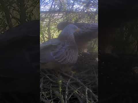 Red Kite Pair Build A Nest!