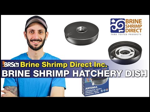 Hatch your own live saltwater fish food! Brine Shrimp Direct Hatchery Dish & BRS Brine Shrimp Eggs