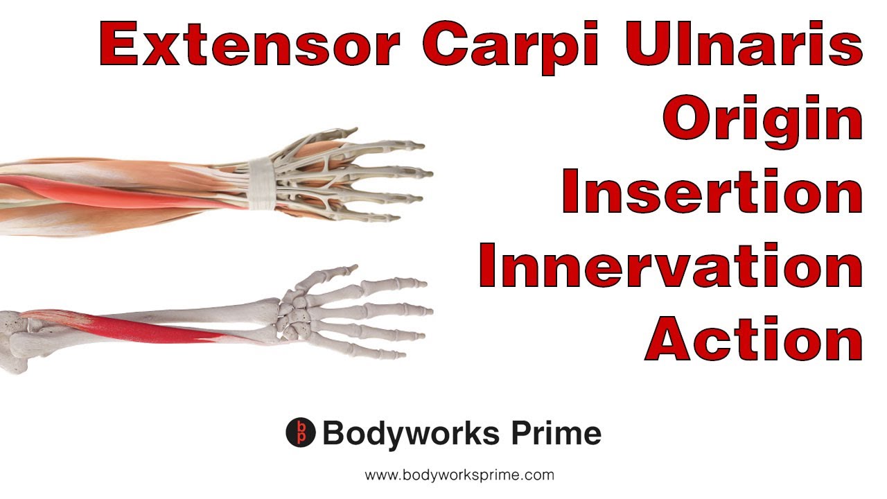 Extensor Carpi Ulnaris Anatomy