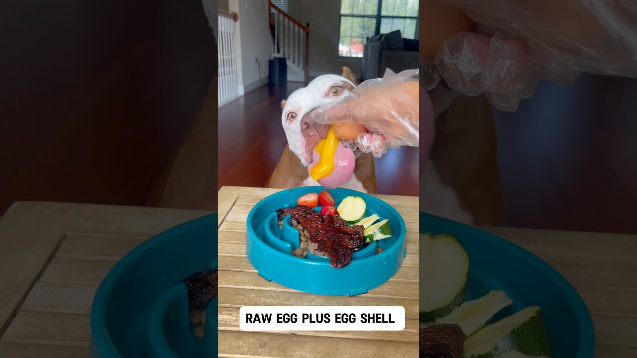Dog feeding ASMR #dogfeeding #rawfed #xlbully #pitbulldog #dogfood #dogfoodrecipe