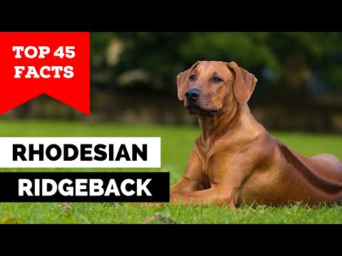 99% of Rhodesian Ridgeback Owners Don't Know This