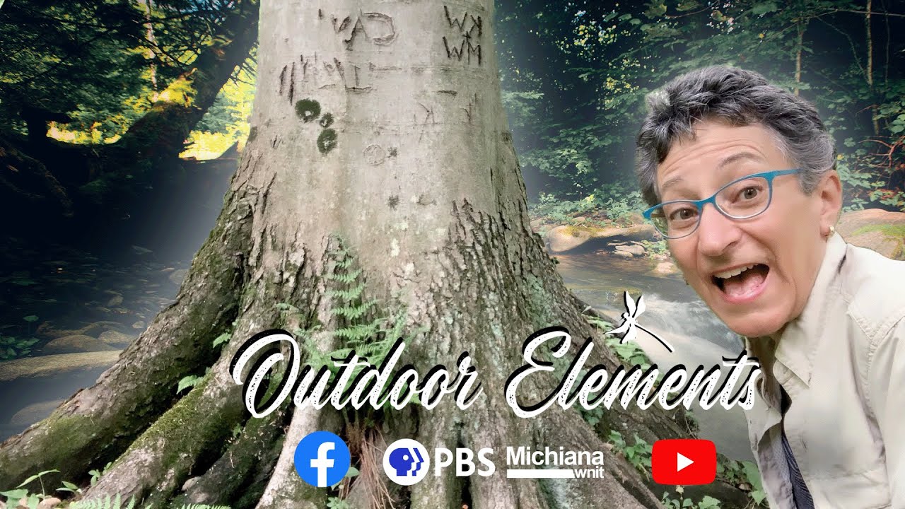 OE | Life at the Bottom of a Beech Tree