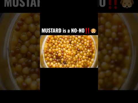 Don't feed your dog anything with mustard in itโผ๏ธ๐ถ #shorts #mustard #dog #foodsthatcankillyourdog