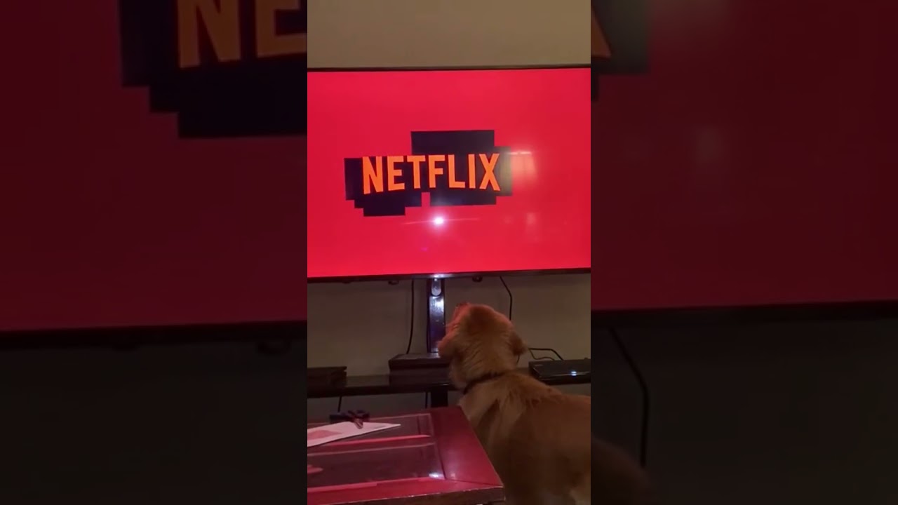 Good girl Sophie always barks at the Netflix logo
