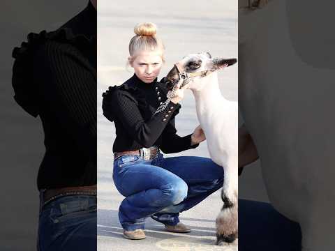 Karis showing Pinky the sheep! Livestock photography! #showsheep #sheep