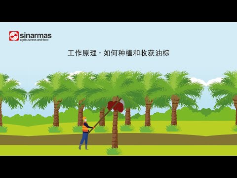 Cara kerjanya - Bagaimana kelapa sawit ditanam dan dipanen (Subtitel Bahasa Mandarin)
