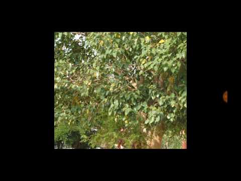 Arasa Maram - Peepal Tree