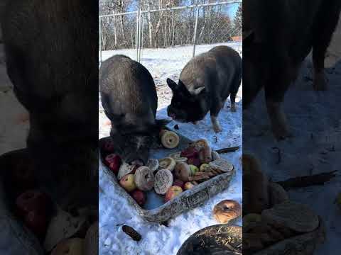 Kalan at The Rylee Ranch: Celebrating family day 2024 in Canada with the animals!