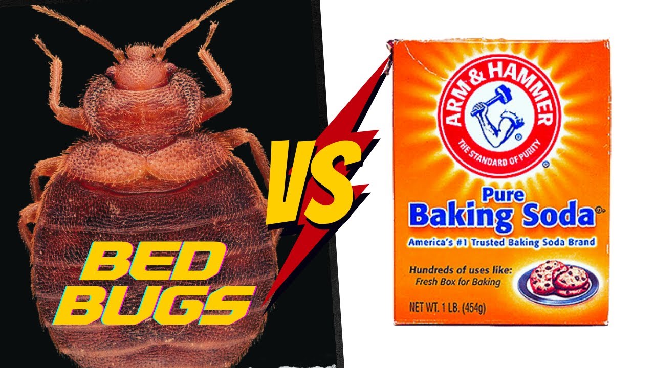 How to use Baking Soda to get rid of Bed Bugs (COMPLETE TUTORIAL)