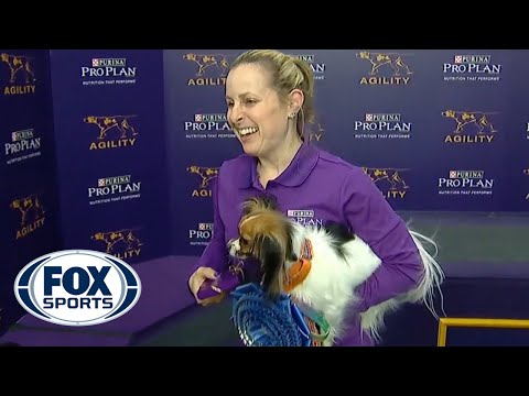 Gabby the Papillon at the Westminster Kennel Club Dog Show Masters ...