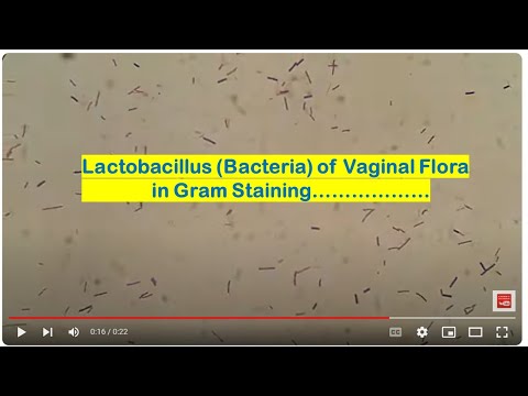 Lactobacillus of Vaginal Flora