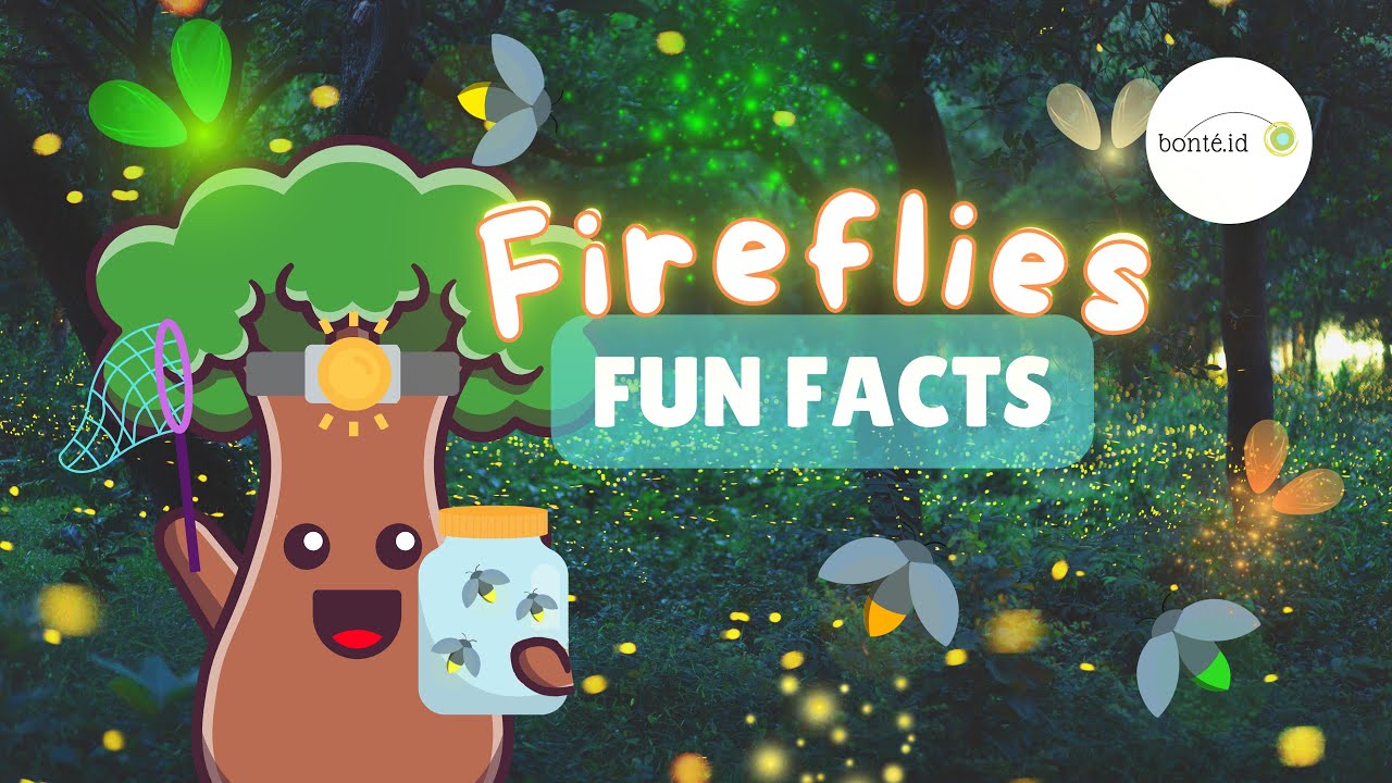 🌟 Firefly Fun Facts! Discover: How Fireflies Glow | Educational Video for Preschoolers
