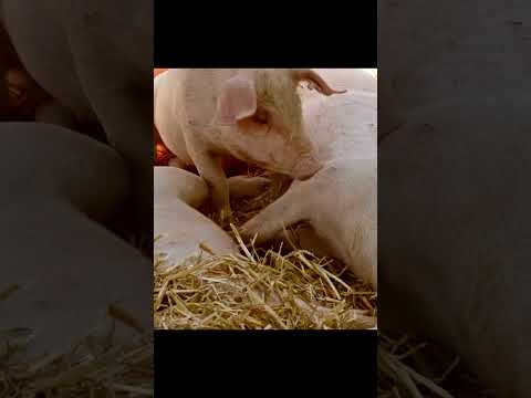 Animals Starting With P| Learn Animal Words That Start With Letters P #animals