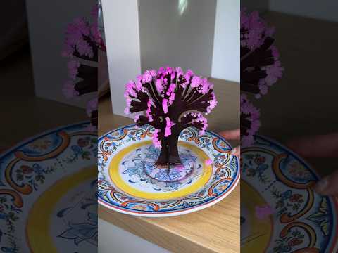Growing a cherry blossom tree!! Amazing results!!