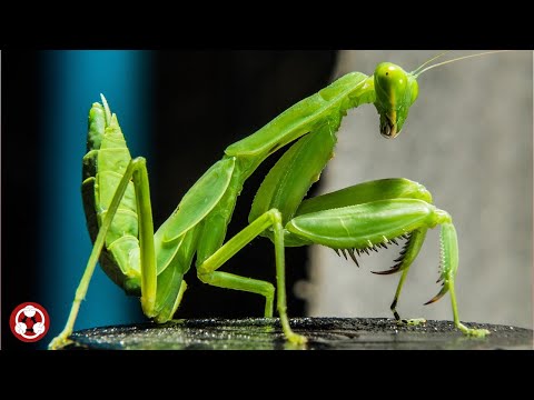 4 Insects 昆虫 How to say #mantis, #prayingmantis ##howtopronounce #foreignlanguage #nsects