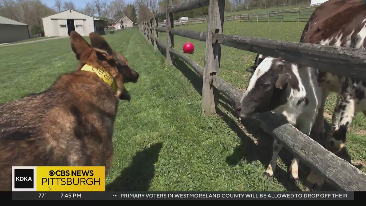 Paw and Order Dog Training help dogs get ready for their forever homes