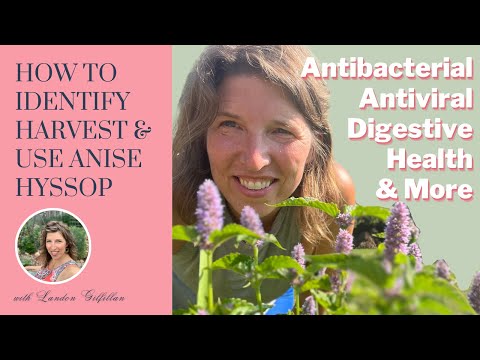 How to Identify, Harvest & Use ANISE HYSSOP (Agastache foeniculum) | Medicinal Herb Garden Series