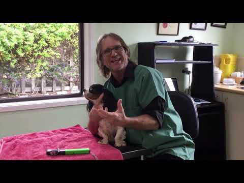 Mindy - Canine Eye Removal