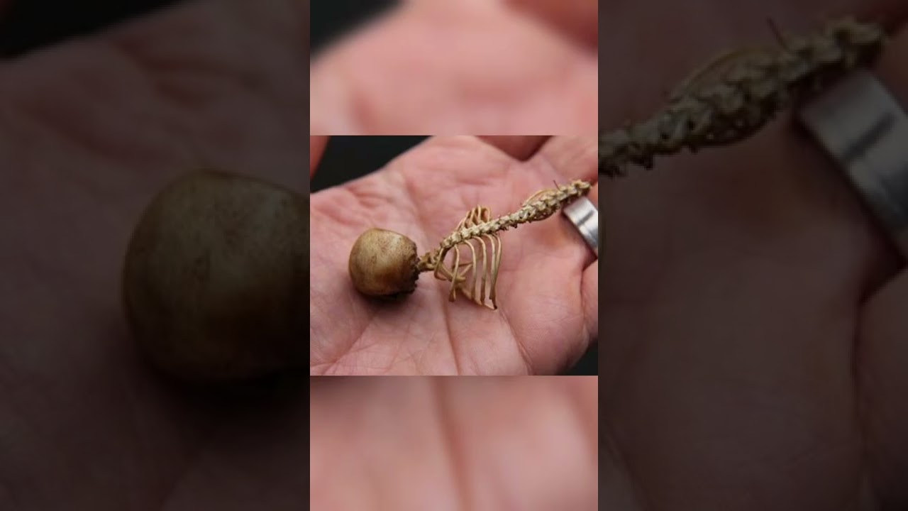 Are pixies real? | #shorts #pixie #creature #mystic