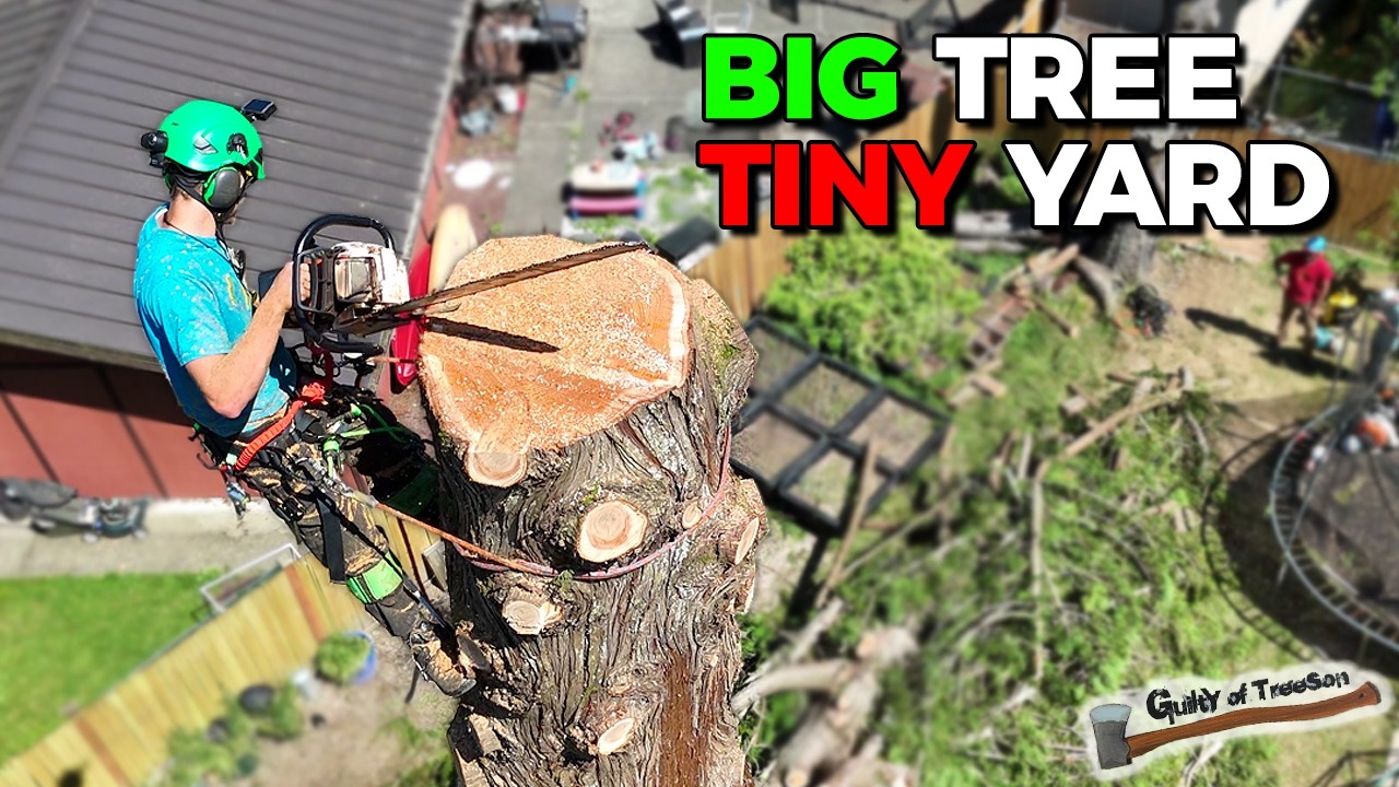 This BIG TREE Removal Needed A Bigger Yard - Massive Cedar Felling