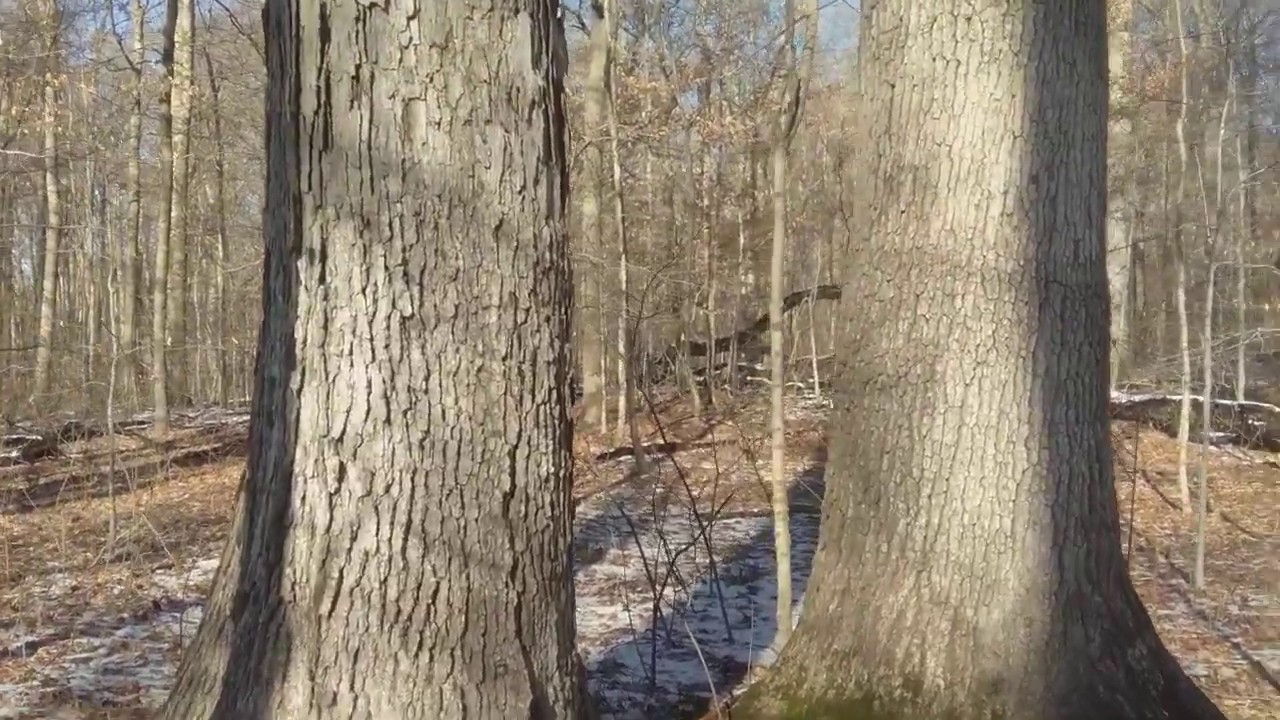 White Oak bark variations and winter appearance