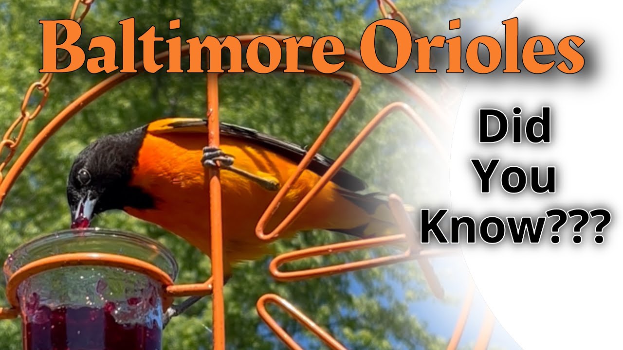 Fascinating Facts about Baltimore Orioles!!! #birds #nature