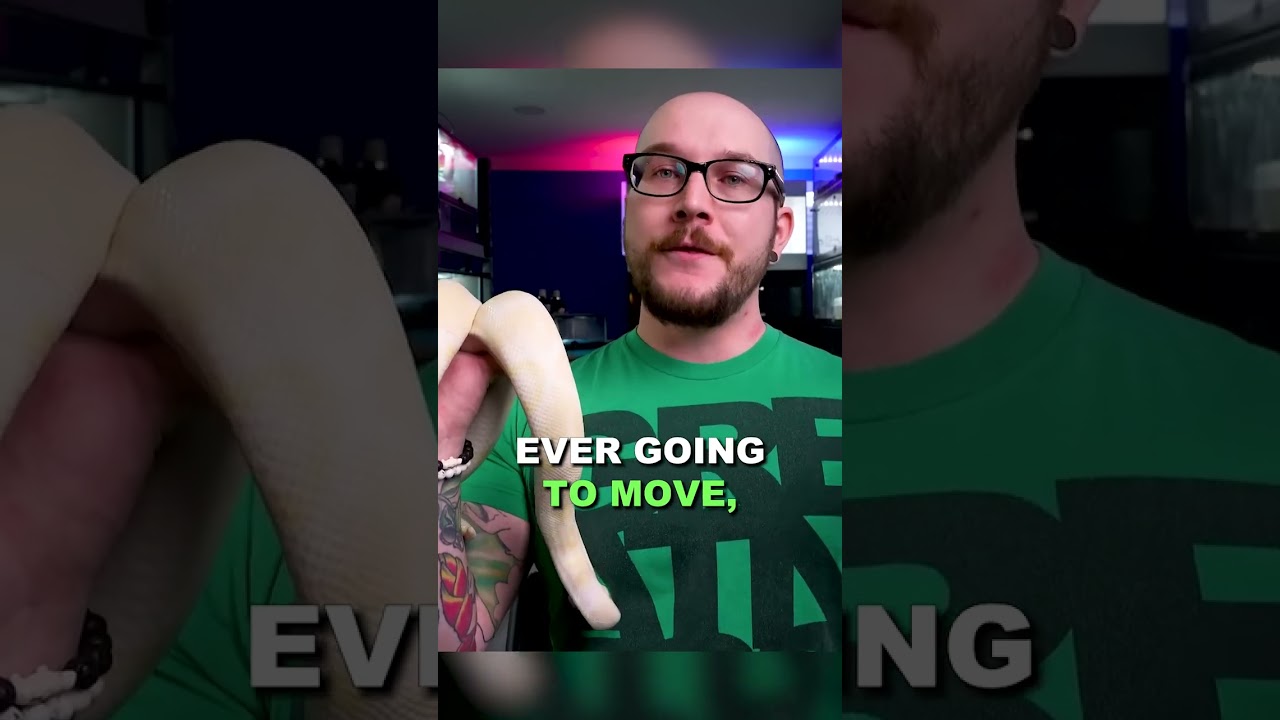 Amazon Tree Boas are not that great!