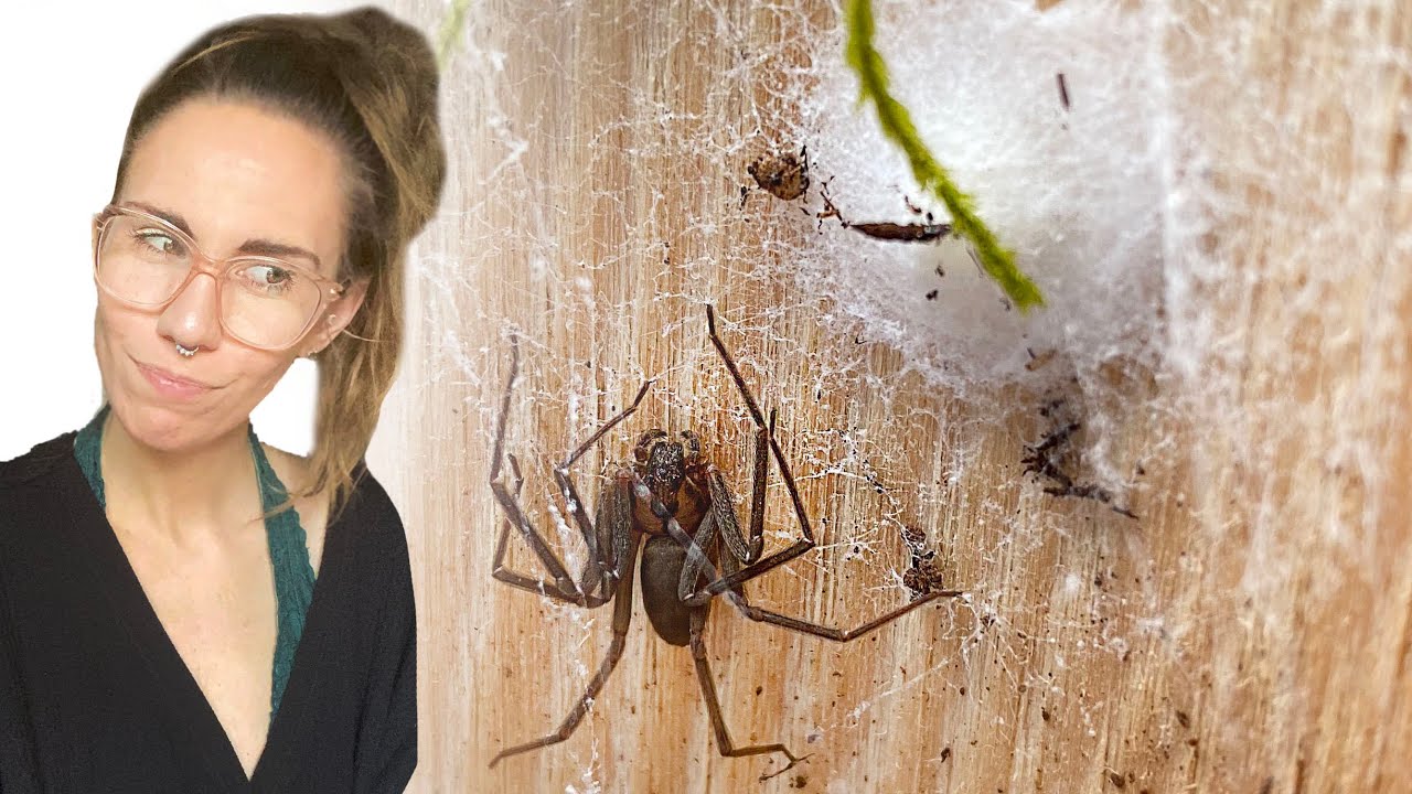 STOP LAYING EGGS! removing a brown recluse egg sac AGAIN